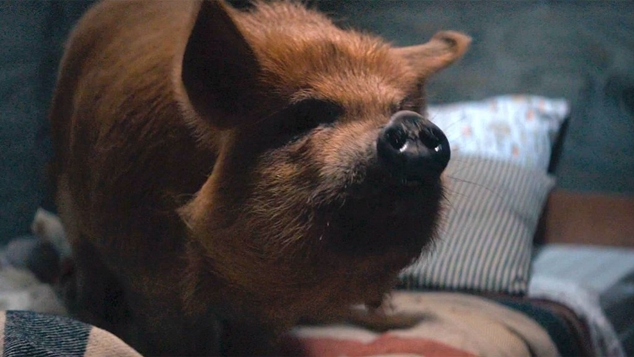 Review | Revenge thriller is on the menu with Nicholas Cage in 'Pig ...