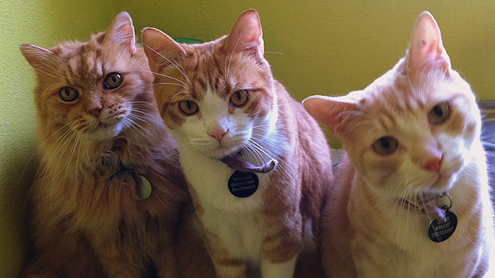The Cat Café is coming - OUTinPerth