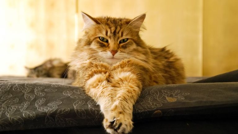 Help needed with a cat overload at the Cat Haven - OUTinPerth