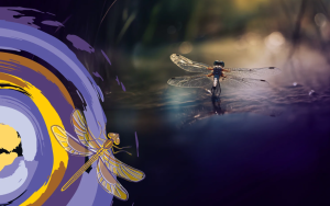 Danjoo Koorliny's Djilba Social Impact Summit comes to UWA this August ...