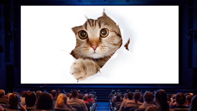 It's an entire film festival of cat videos! - OUTinPerth