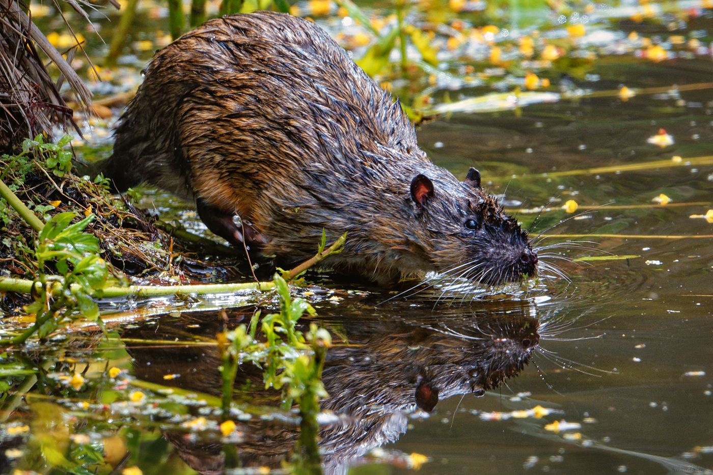 Rakali: Native water rat voted as Australia's Most Underrated Animal ...