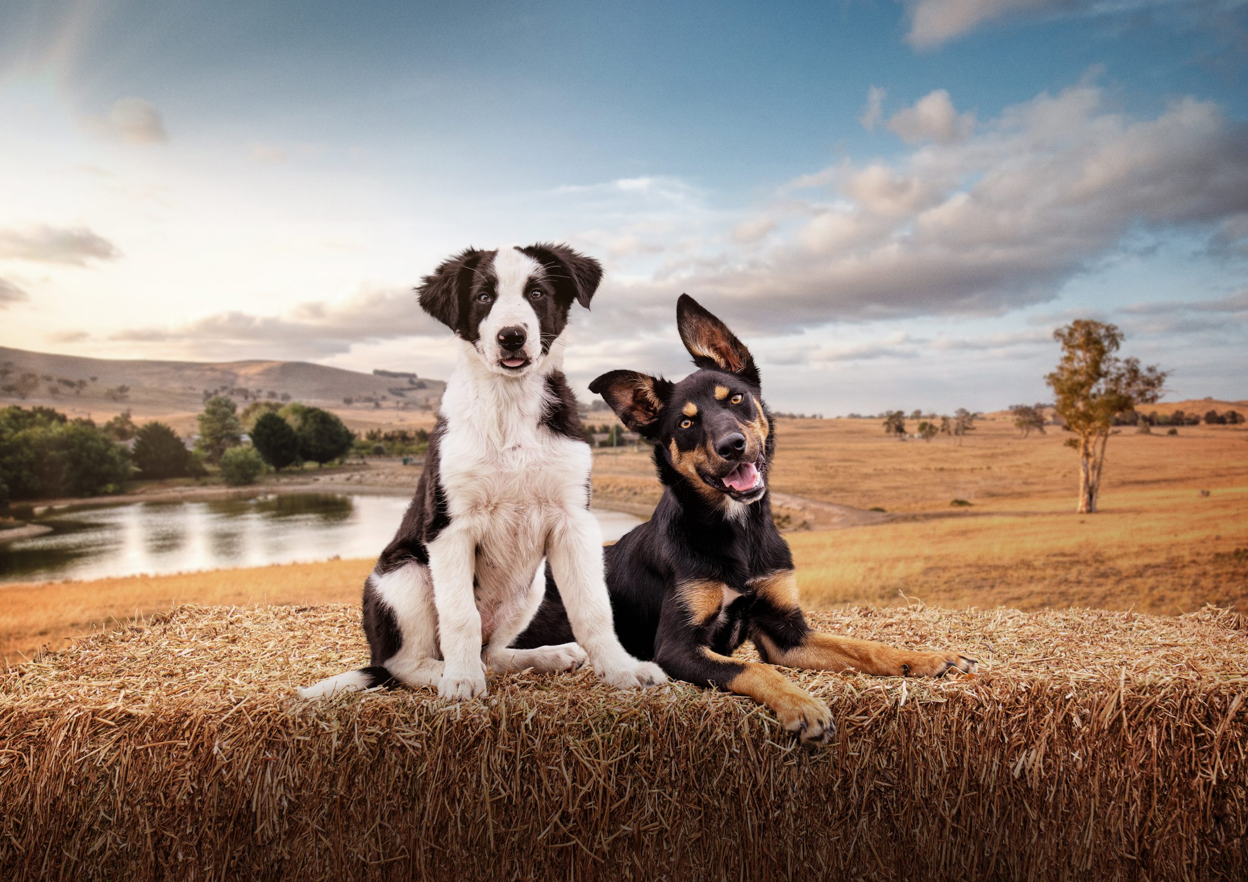 'Muster Dogs': ABC's most adorable series set to return - OUTinPerth